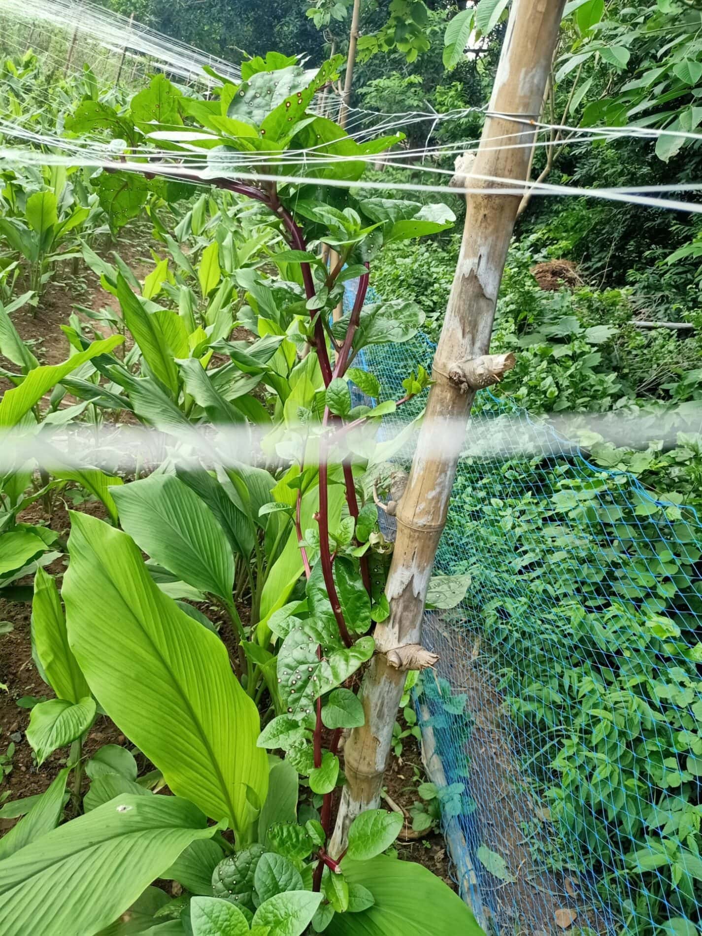 Designing regenerative cropping patterns to improve soil health ...