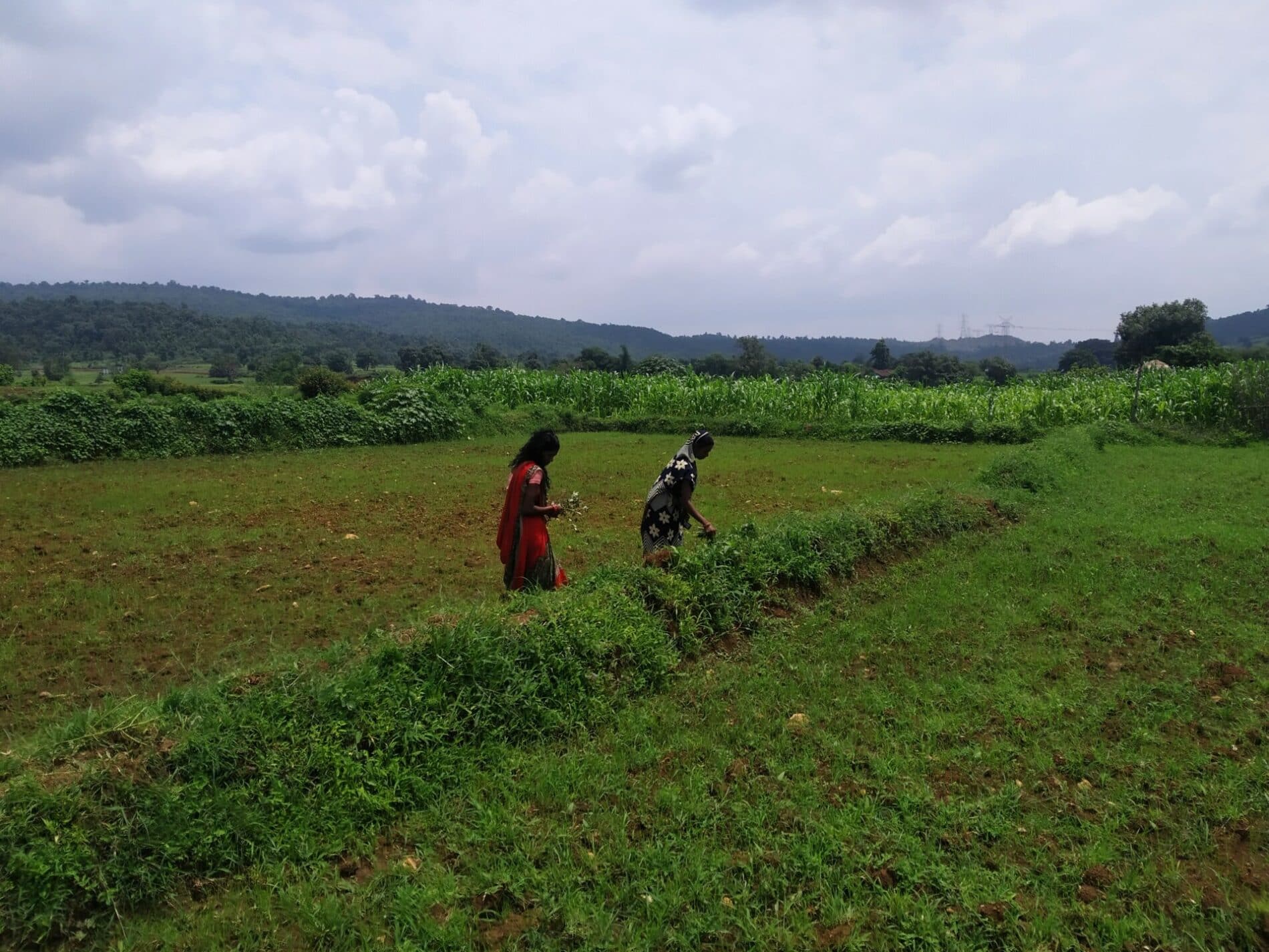 Designing regenerative cropping patterns to improve soil health ...